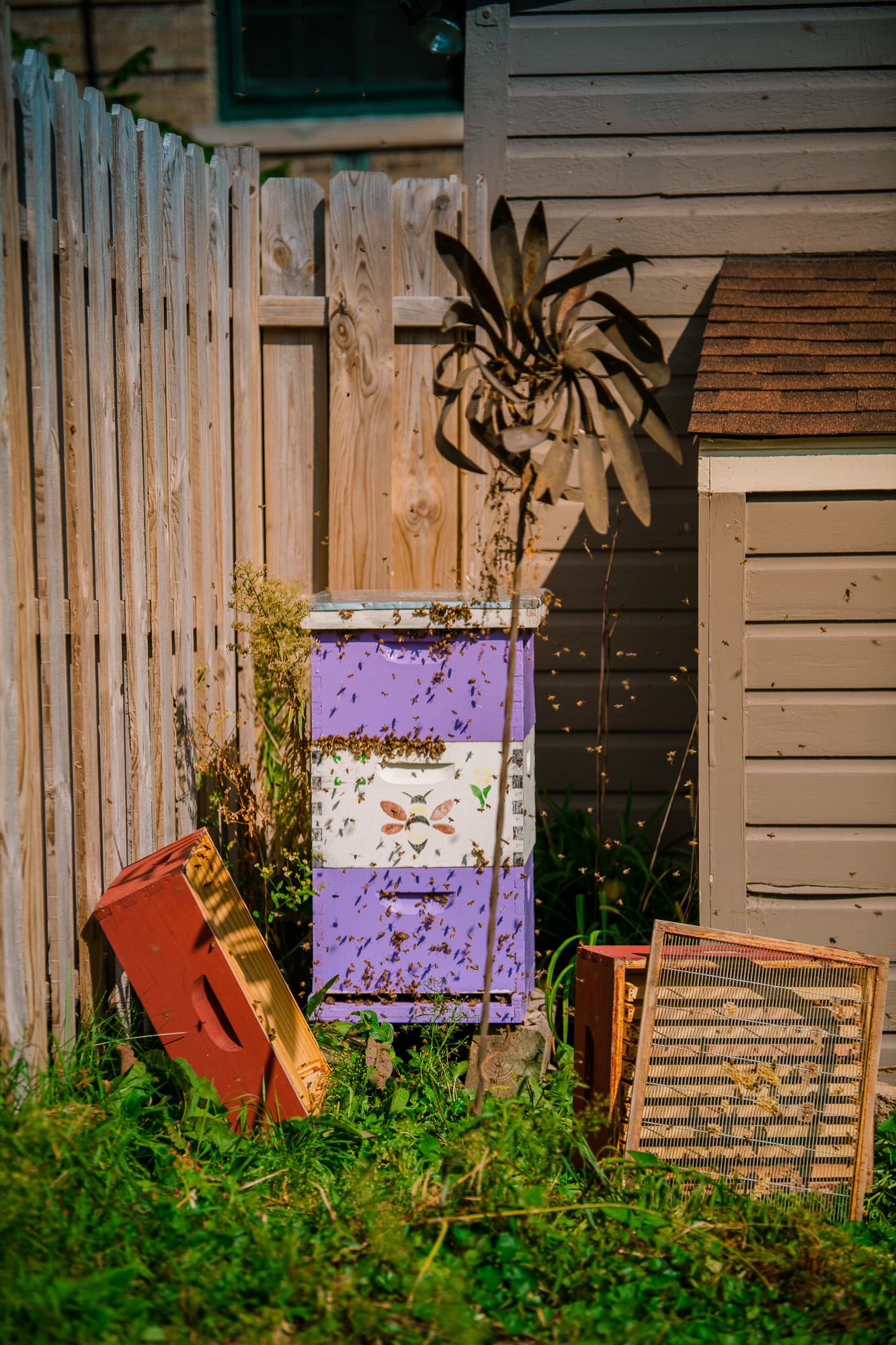 A Queenless Hive - The Peterburns